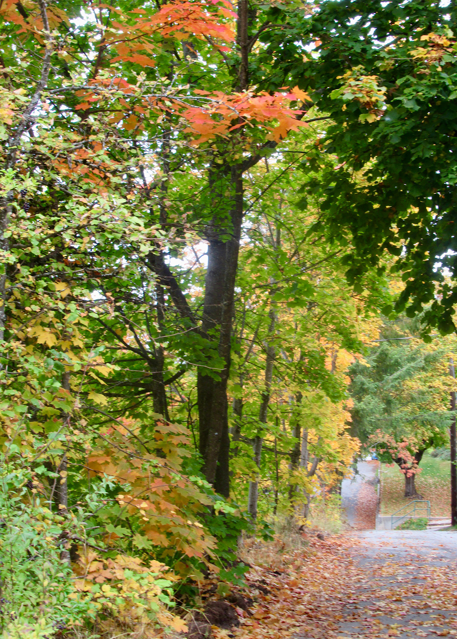 Self-Guided Walking Tour of Nelson, BC - The Backstory - Time.Travel.Trek.