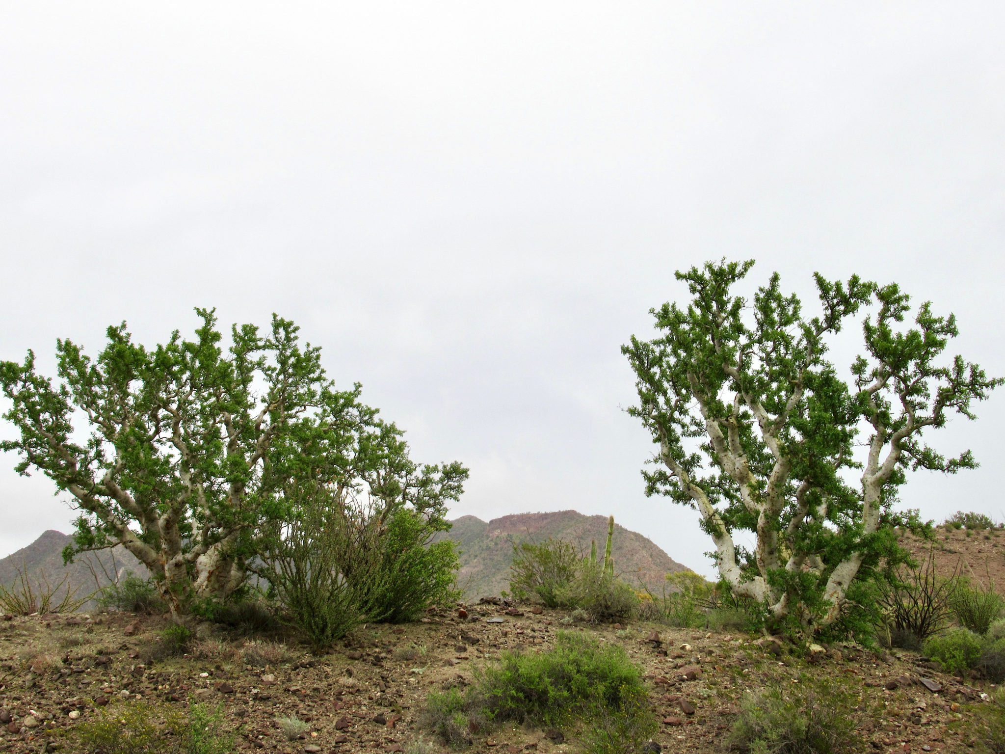Baja RV Adventures: Bahía de Los Angeles - Time.Travel.Trek.
