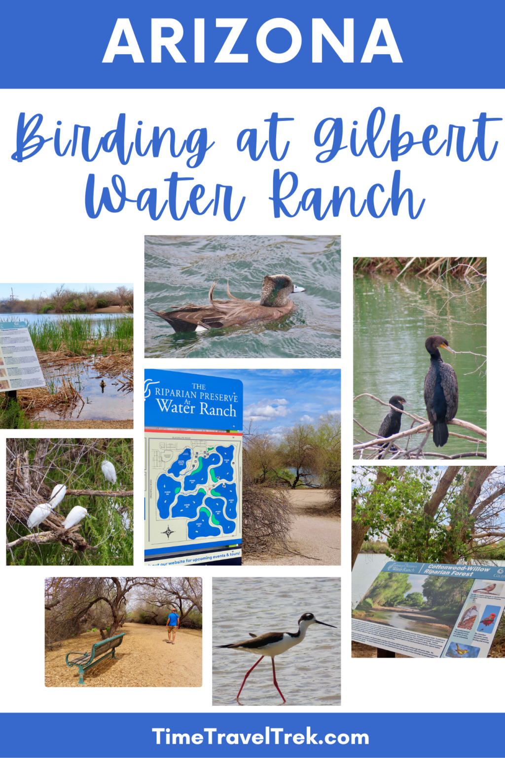 Birding at Gilbert Water Ranch | Arizona - Time.Travel.Trek.