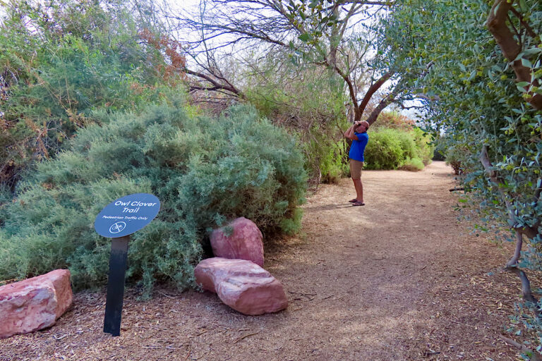 Birding at Gilbert Water Ranch | Arizona - Time.Travel.Trek.